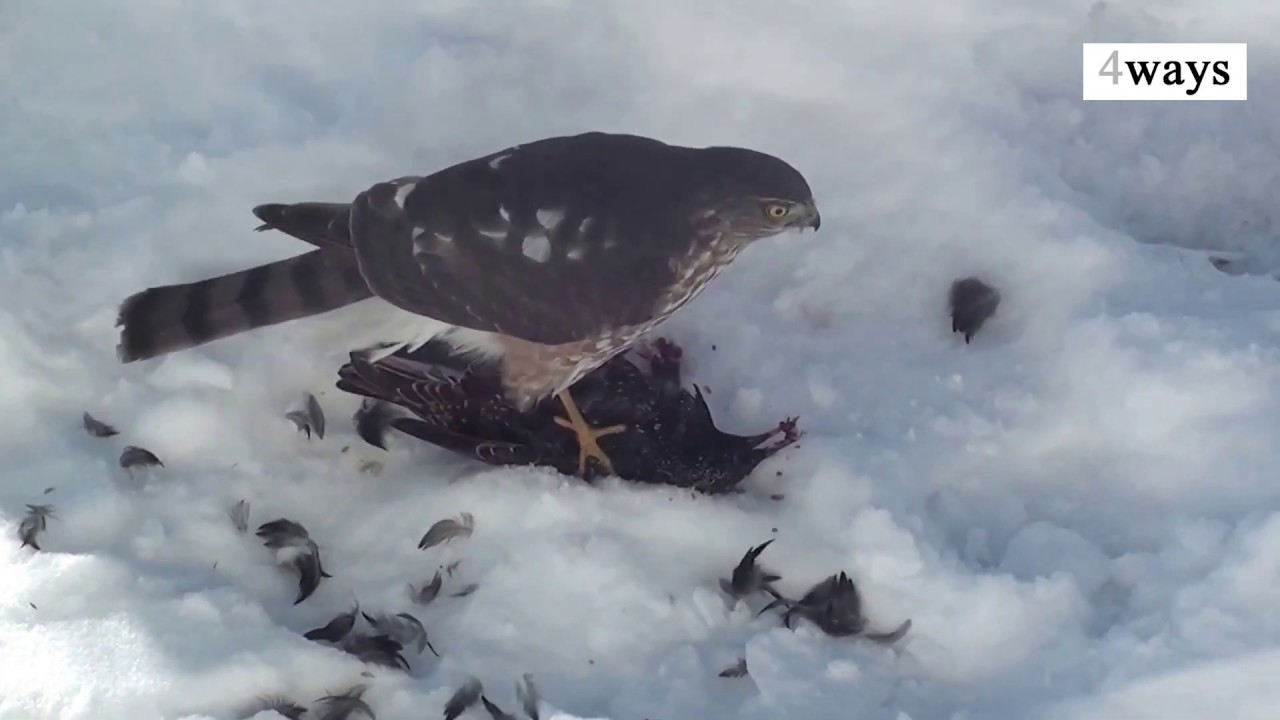 Hawk attack on prey and eating - YouTube