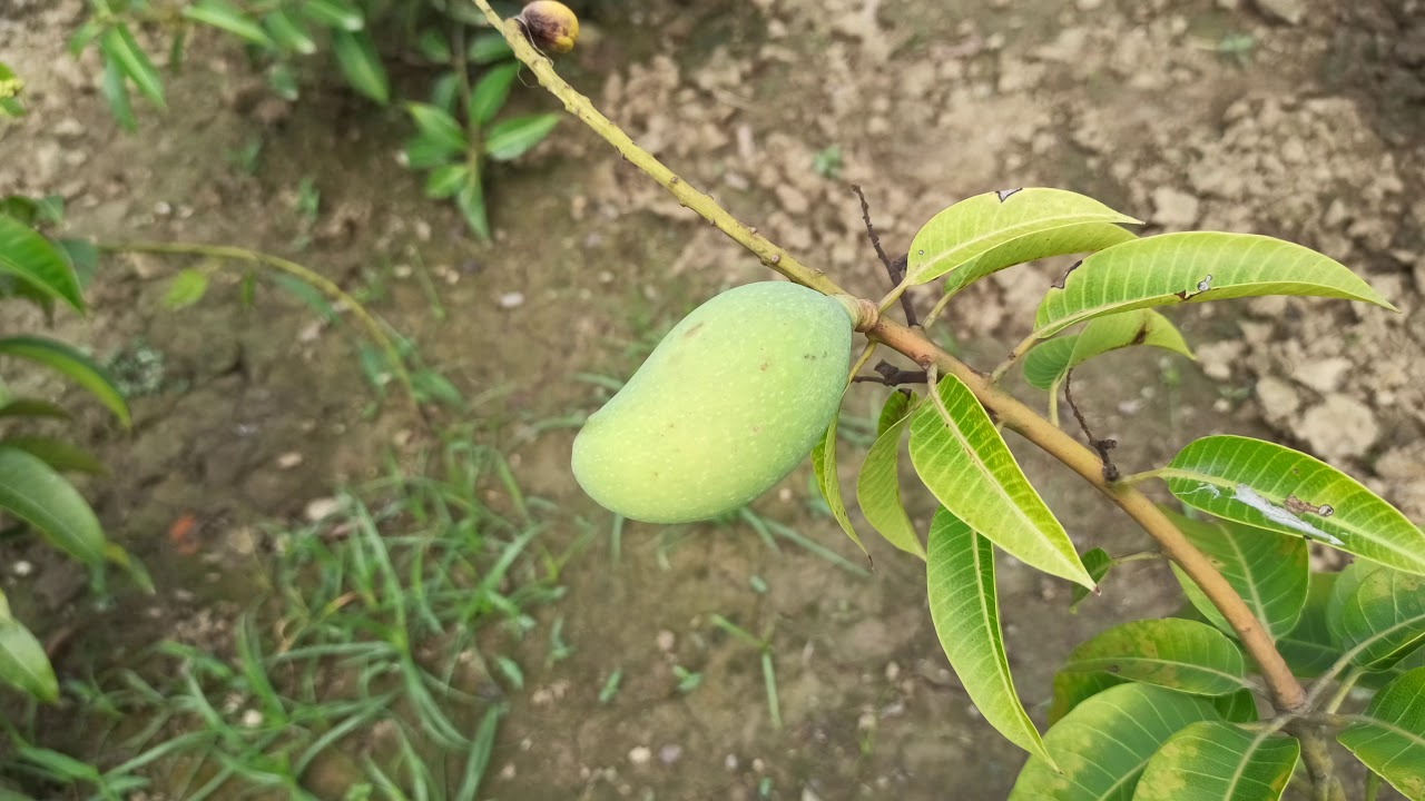 All time mango plant available by shuktara nursery☎️9153434305 ...