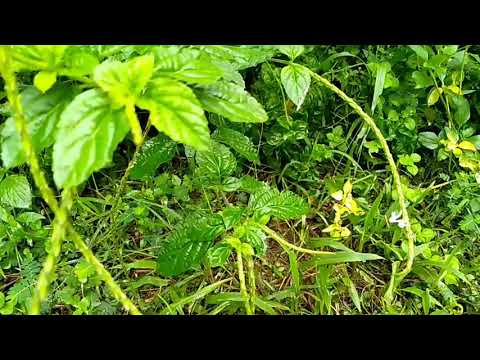 Contoh pelbagai pokok herba dalam perubatan tradisional - YouTube