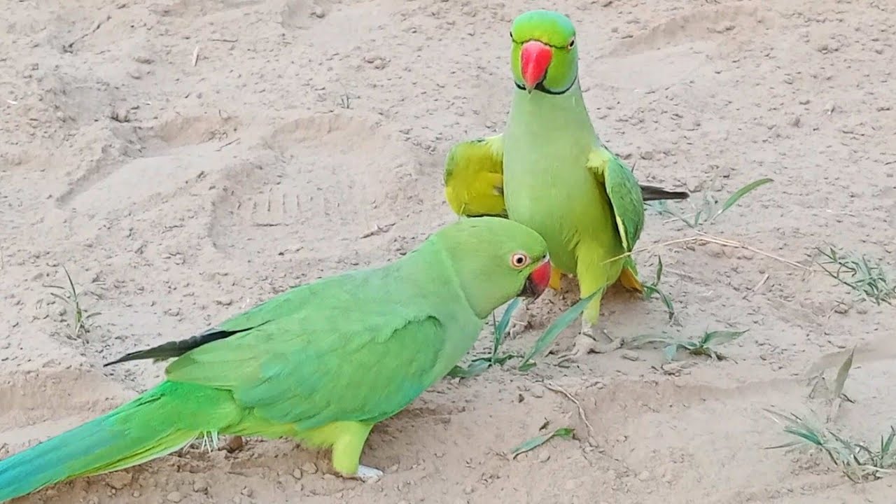 Parrot Jora Ringneck Beautiful ️ - YouTube