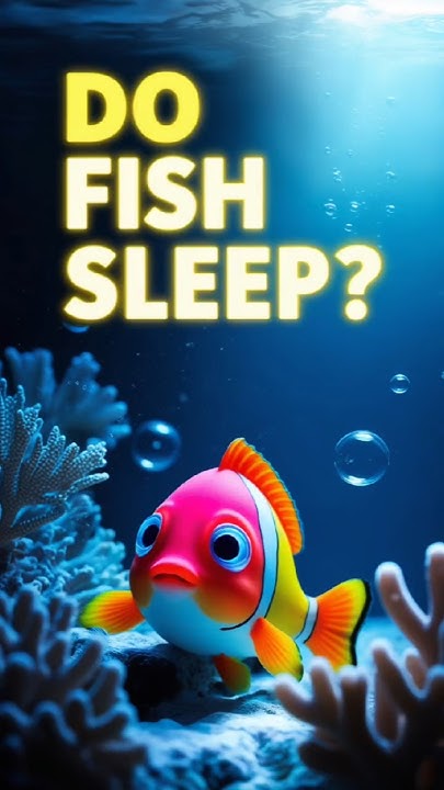 Do Fish Sleep? 🐟😴 The Amazing Truth You Never Knew! #shorts - YouTube