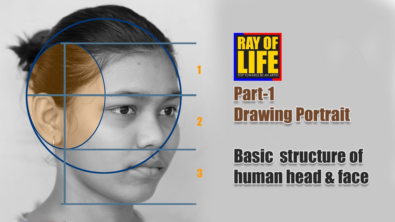 Learn how to draw basic structure of human head and divide the head ...