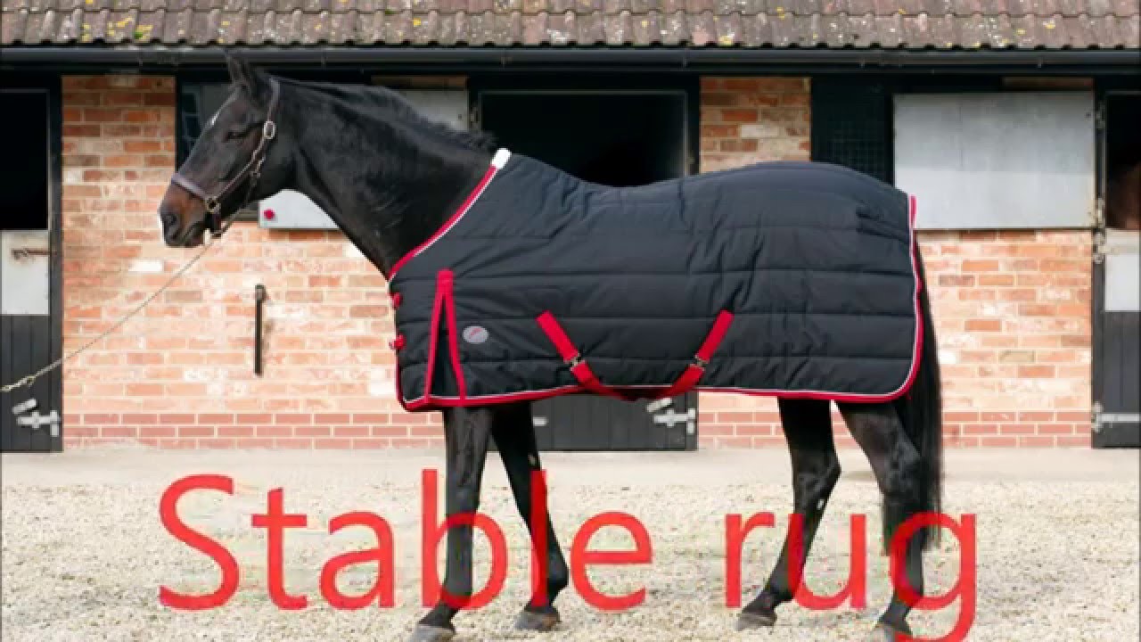 First Horse Essentials! - YouTube