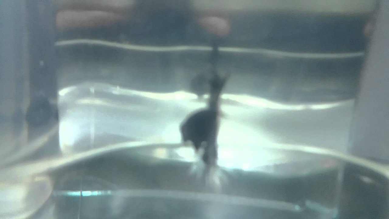 Betta tưa den - YouTube