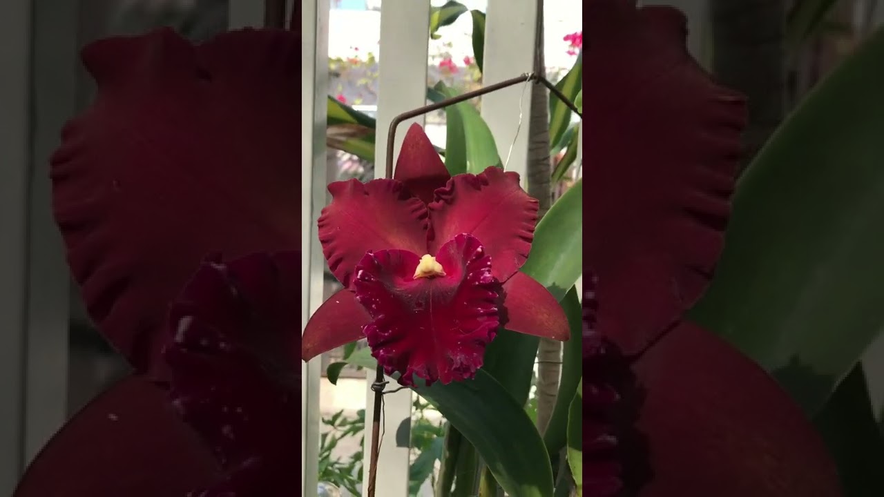Cattleya RLC . Hey Song “++” - YouTube