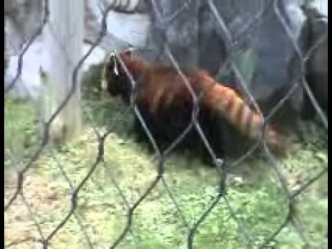 Henry Vilas Zoo- Red Pandas - YouTube