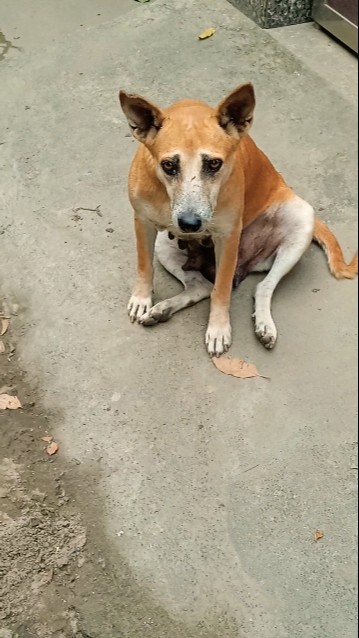 Pyara Lalu dog🐈 ️👍 - YouTube