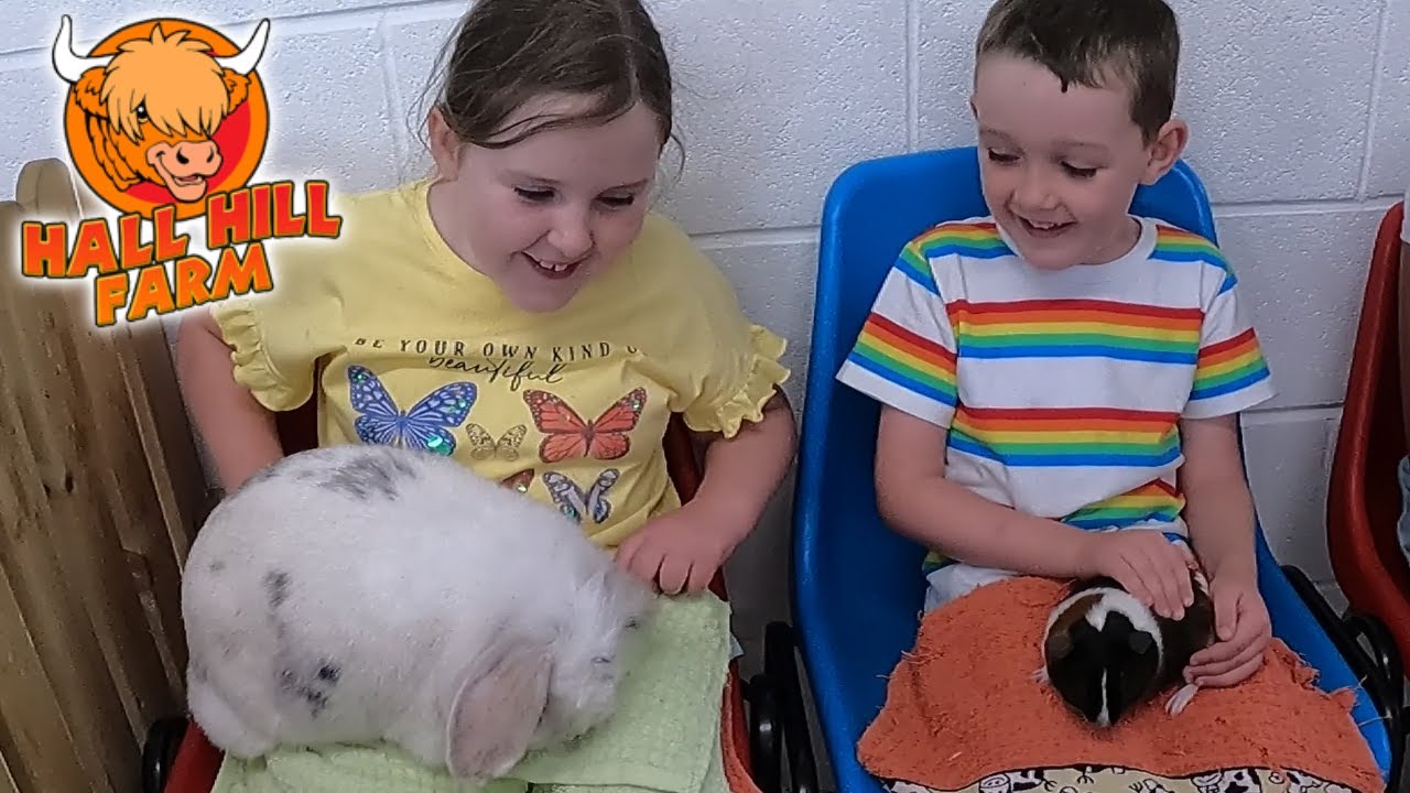 A visit to Hall Hill Farm, County Durham - handling and feeding animals ...