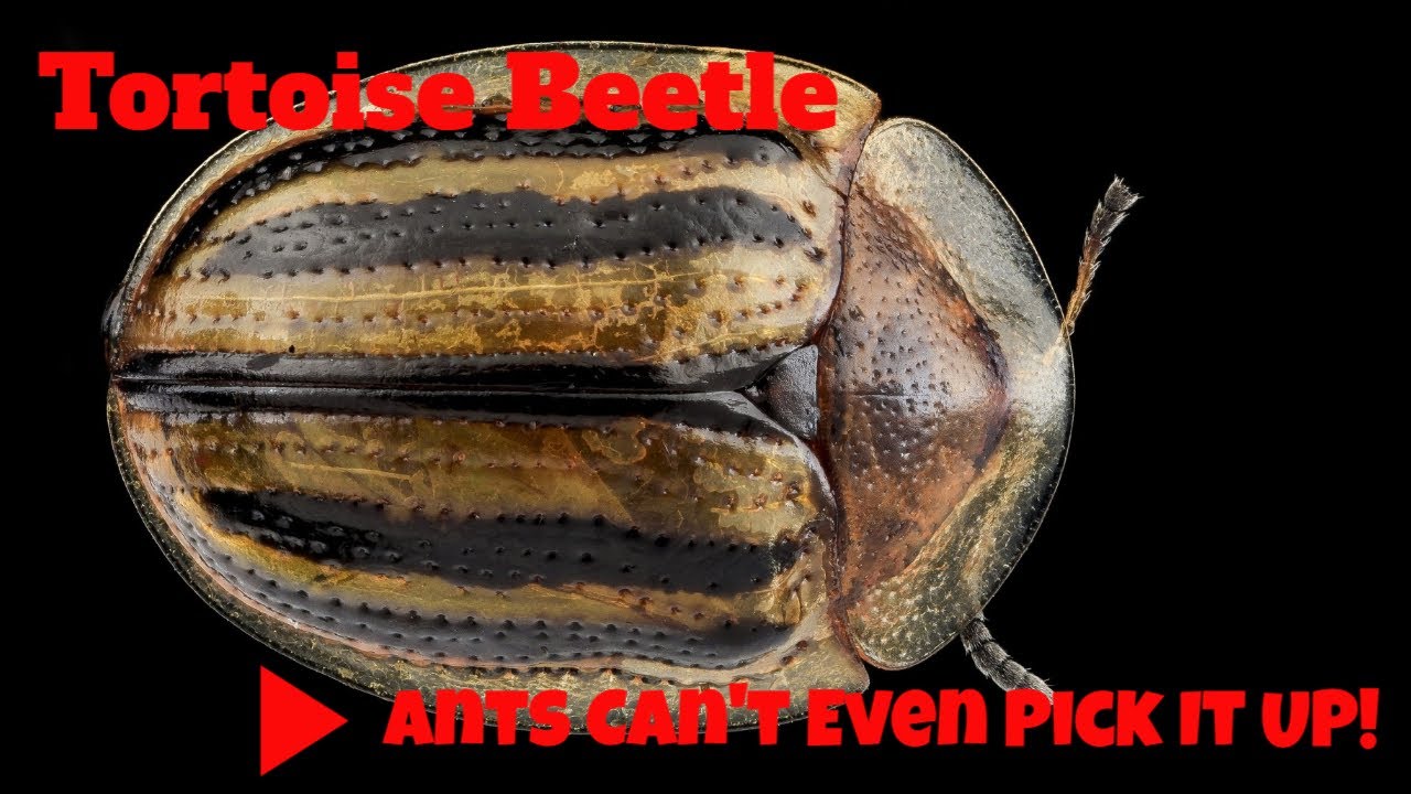 Tortoise Beetle - YouTube