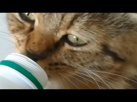 PERSIAN CAT DRINKING LABAN MILK - YouTube