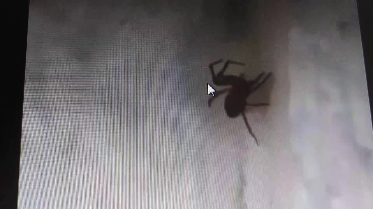 Make sure to subscribe or this spider will be under your bed tonight ...