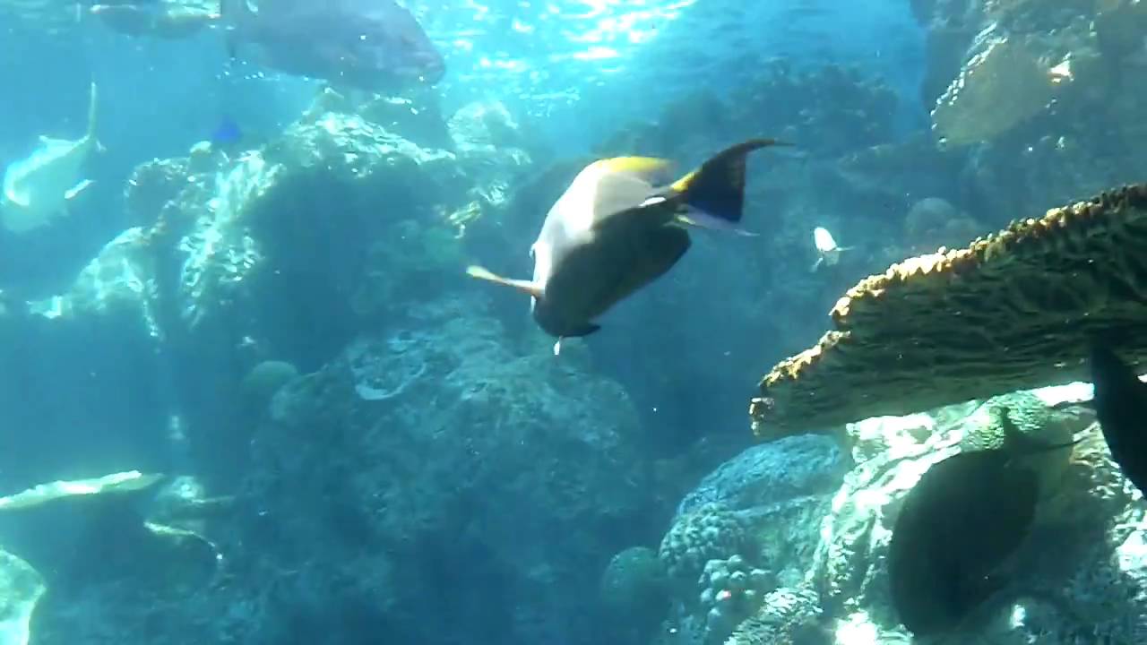 Aquarium of the Pacific hammerhead shark turtle - YouTube
