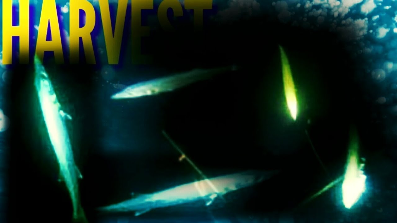 Harvesting of Torsilyo/tirok Fish 😇😇😇||DANNY HERIDA - YouTube