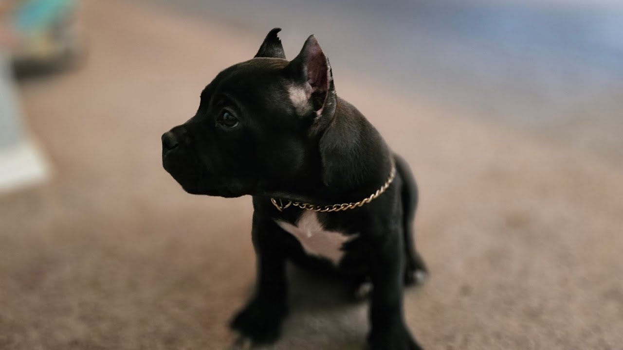 Hard Cut Bully Kennels is live! With "Legend" - YouTube