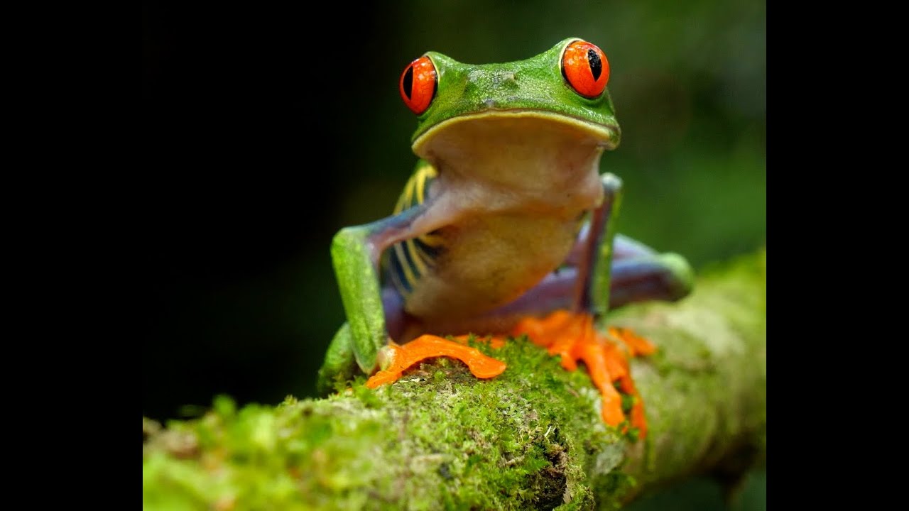 Tiny Dinos - YouTube