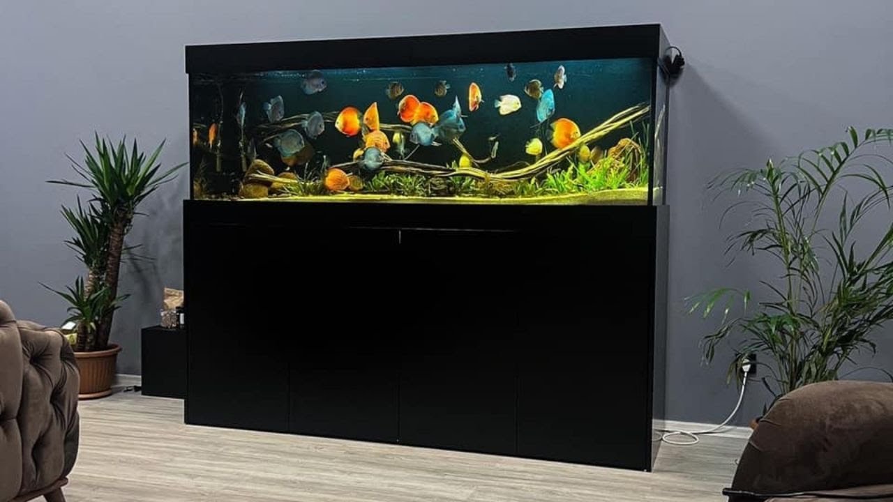 Top 7 Best Planted Discus Tank Ideas | Amazing Discus Aquarium - YouTube