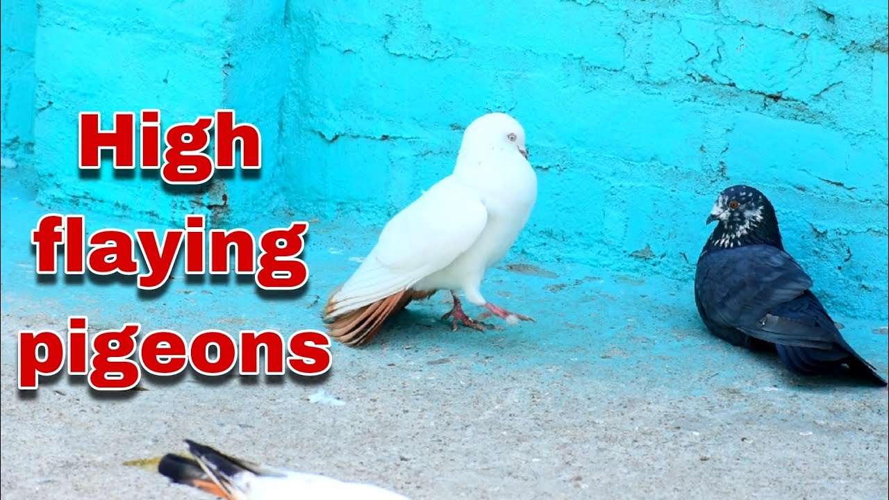 Kabootar Hi Kabootar | Video for Pigeons Birds Lovers | india - YouTube