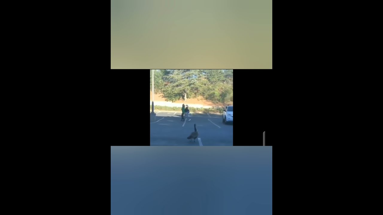 Goose Attacks Man. - YouTube