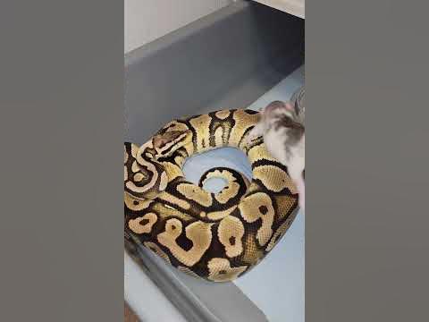 Watch a Python Strike #shorts - YouTube
