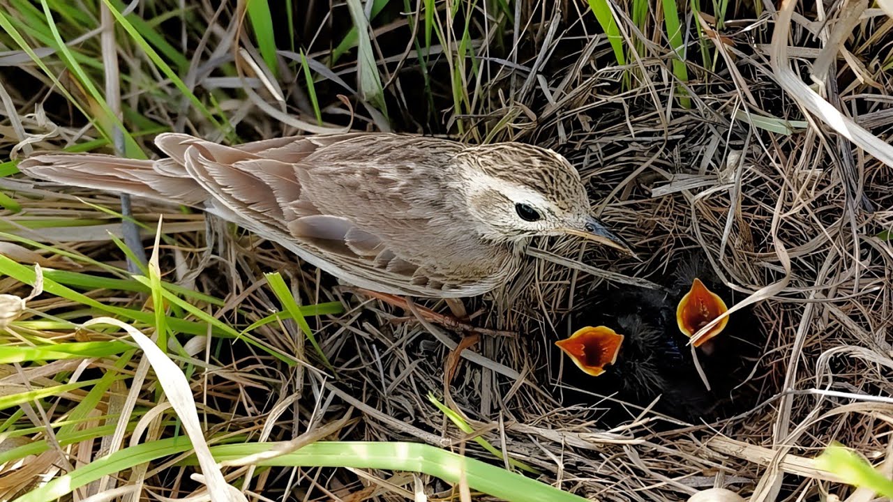 Beautiful moments of Pipit bird feeding babies @birdswithme107 - YouTube