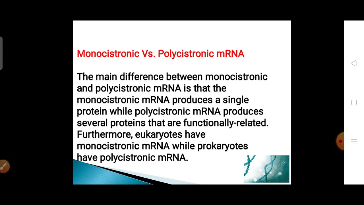 Monocistronic vs Polycistronic mRNA - YouTube