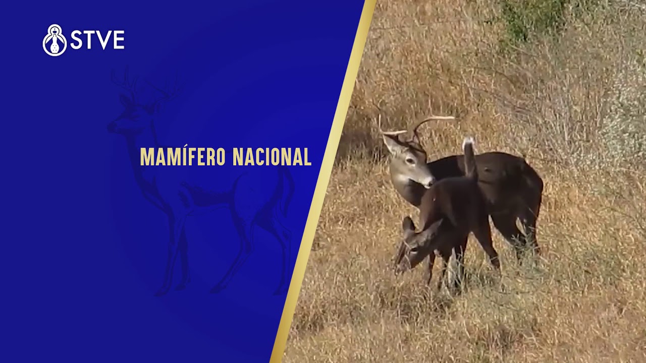 Símbolos Menores de la República de Honduras - YouTube