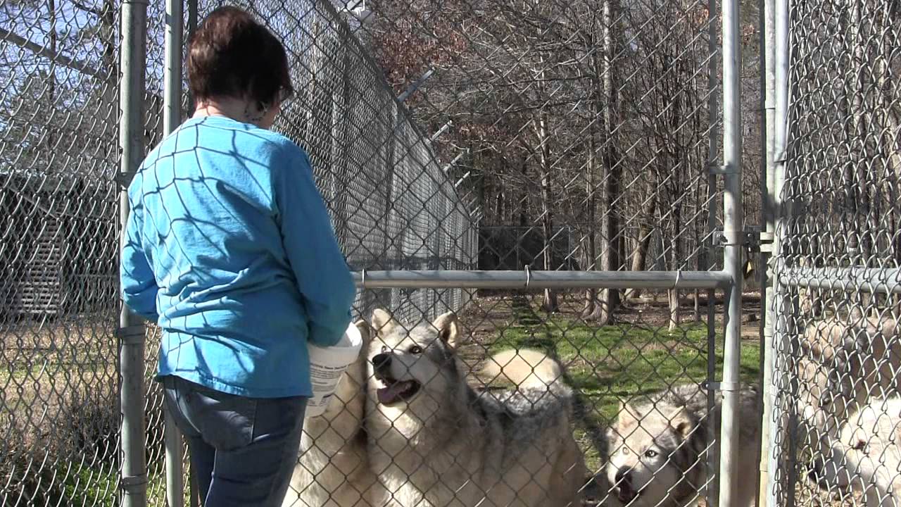 Wolves getting freeze dried liver treats. - YouTube