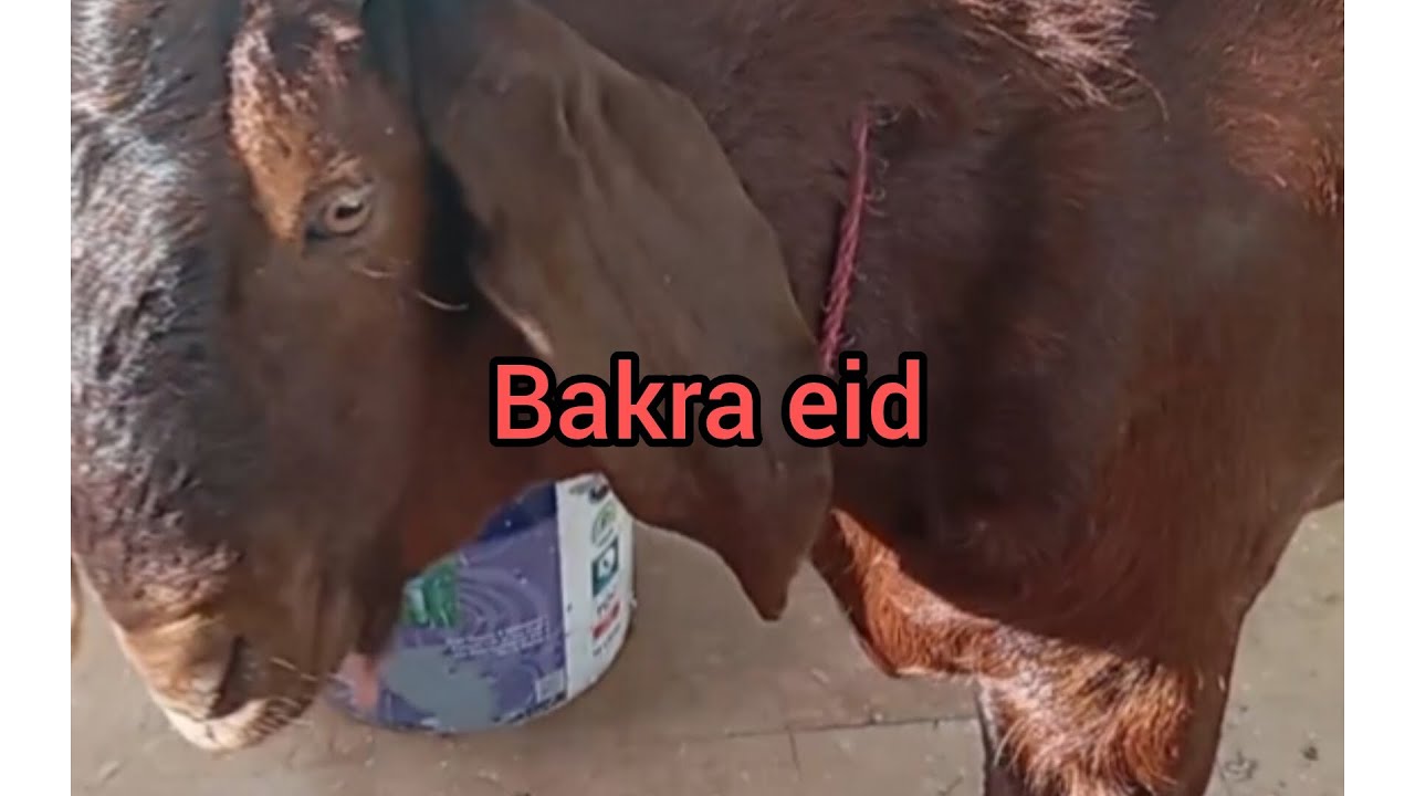 Bakra le Lia🐐|stylo se shopping 🛍️ - YouTube