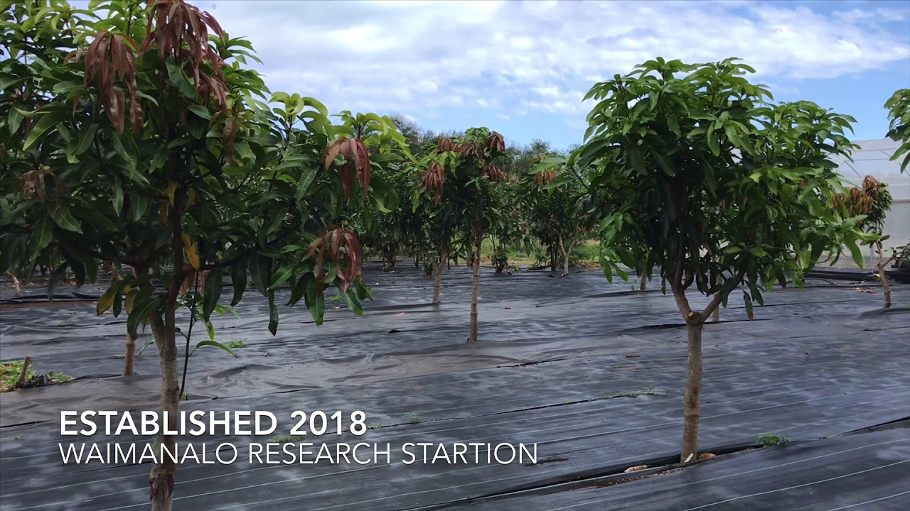 Managing Powdery Mildew on Mango - YouTube