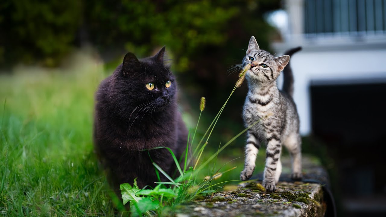 Black Shadow Follows Every Tabby Kitten's Move! - YouTube