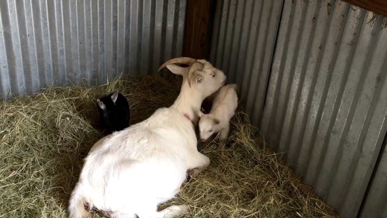 Homestead Entertainment Adorable Eclipse and Moon Baby goats - YouTube