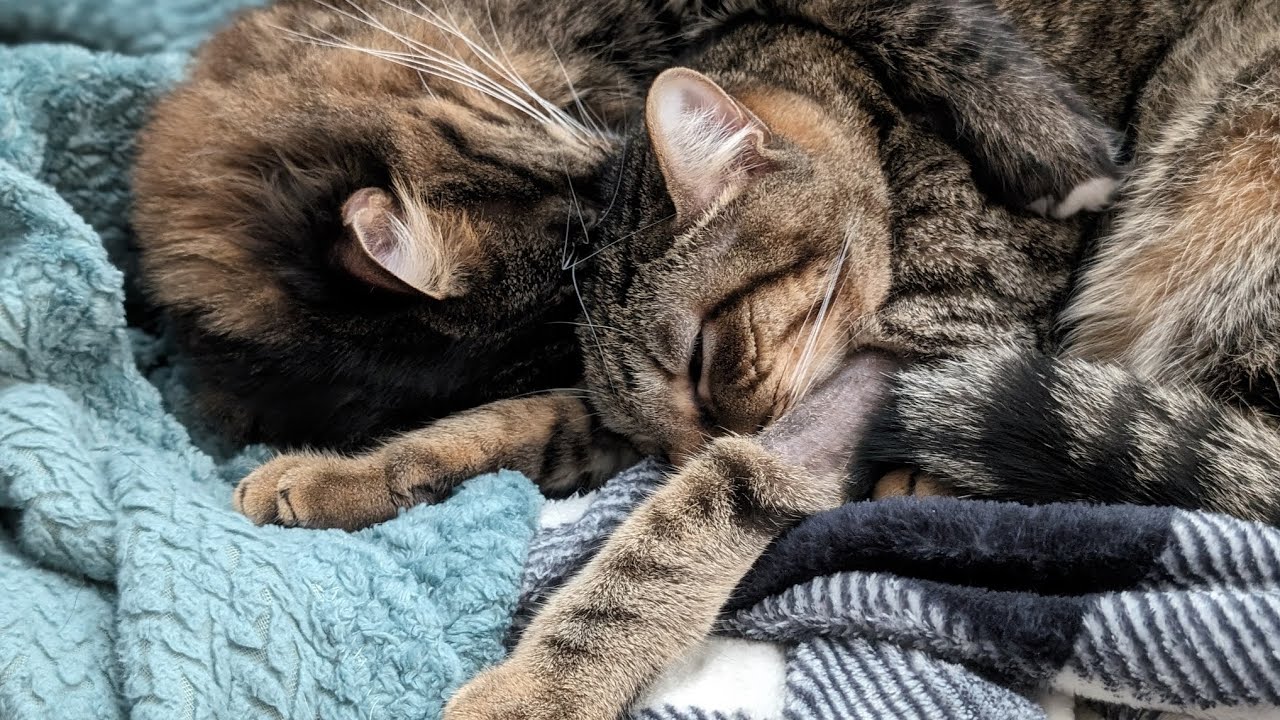 Kitty is a sour patch kid to his foster brother. - YouTube