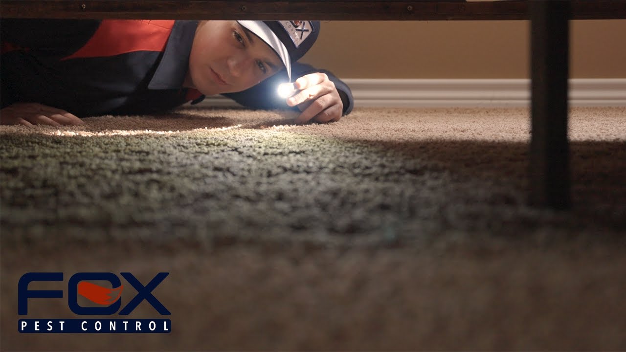 How To Get Rid Of Crickets | Fox Pest Control - YouTube