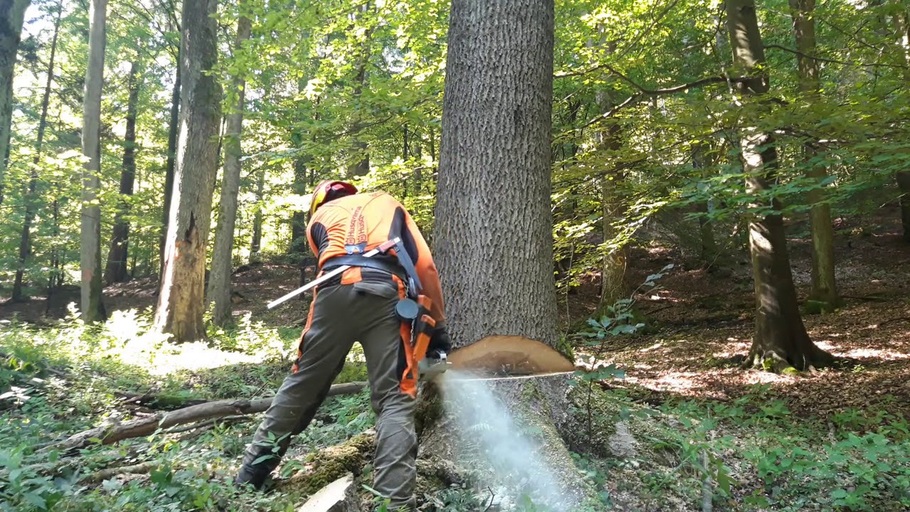 Work in forest_dead ash tree felling - YouTube