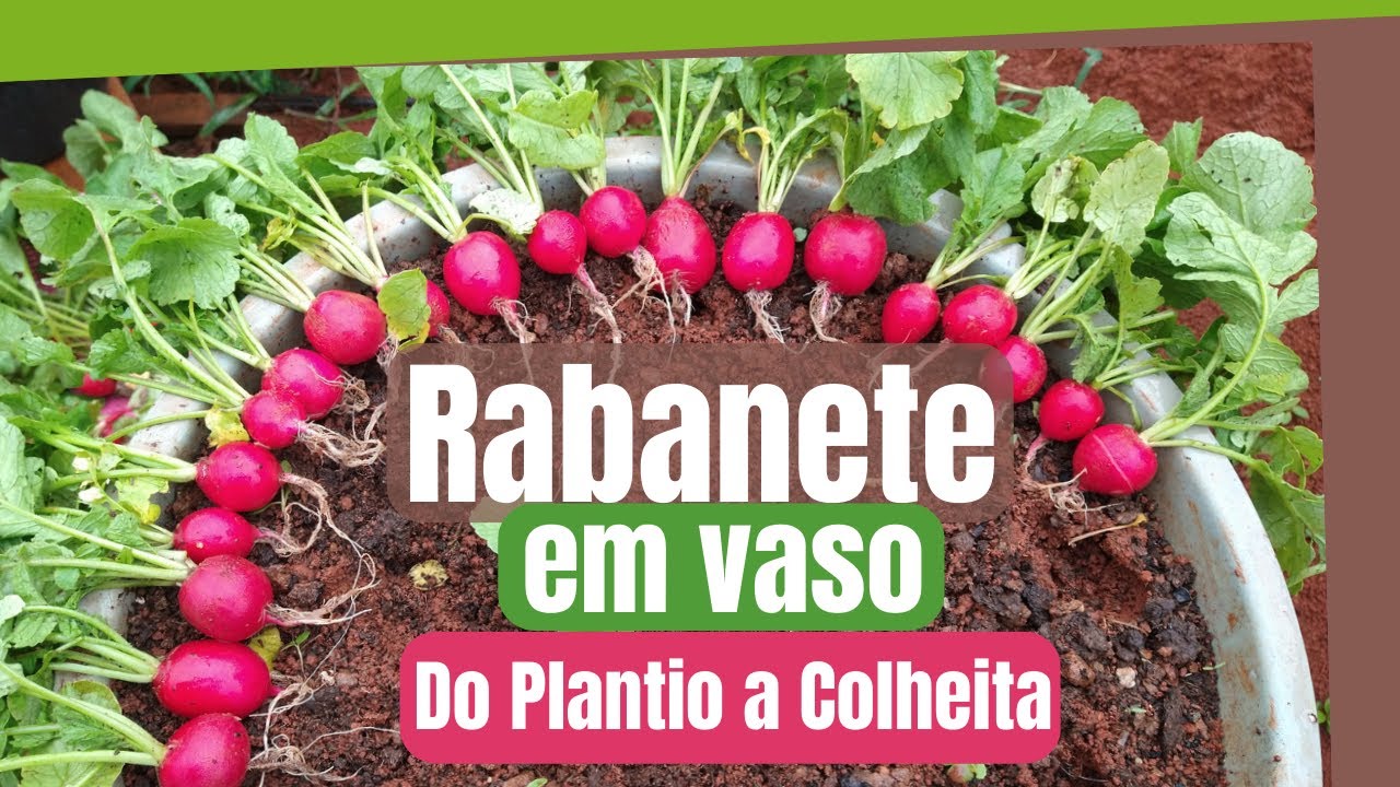 COMO PLANTAR RABANETE EM VASOS - COLHA EM 40 DIAS - DO PLANTIO A ...