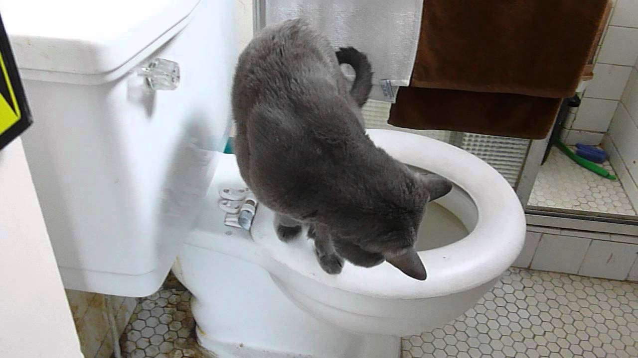 GATO ORINA Dalí Bardo Teatro Marco Prieto - YouTube