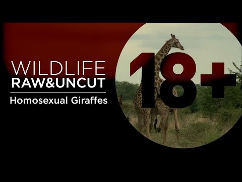 Homosexual Giraffes Do What Comes Naturally