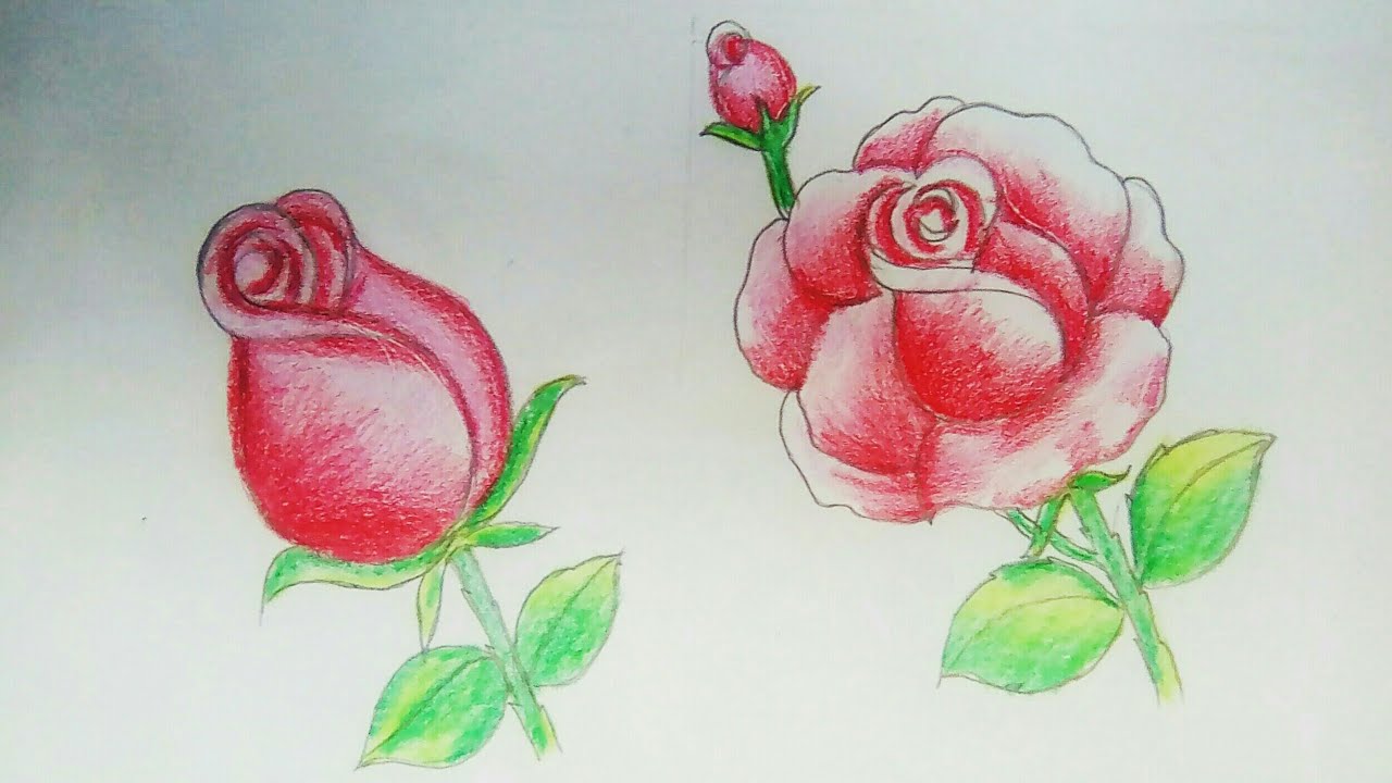 how to draw flower | colour flower drawing | rose bud drawing | rose ...