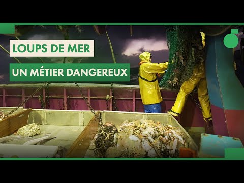 Loups de mer : la disparition des marins pêcheurs