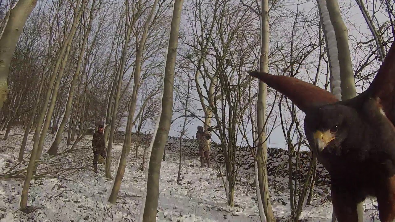 Hunting with Harris Hawks and Ferrets. 2nd Weekend December Part 1 ...