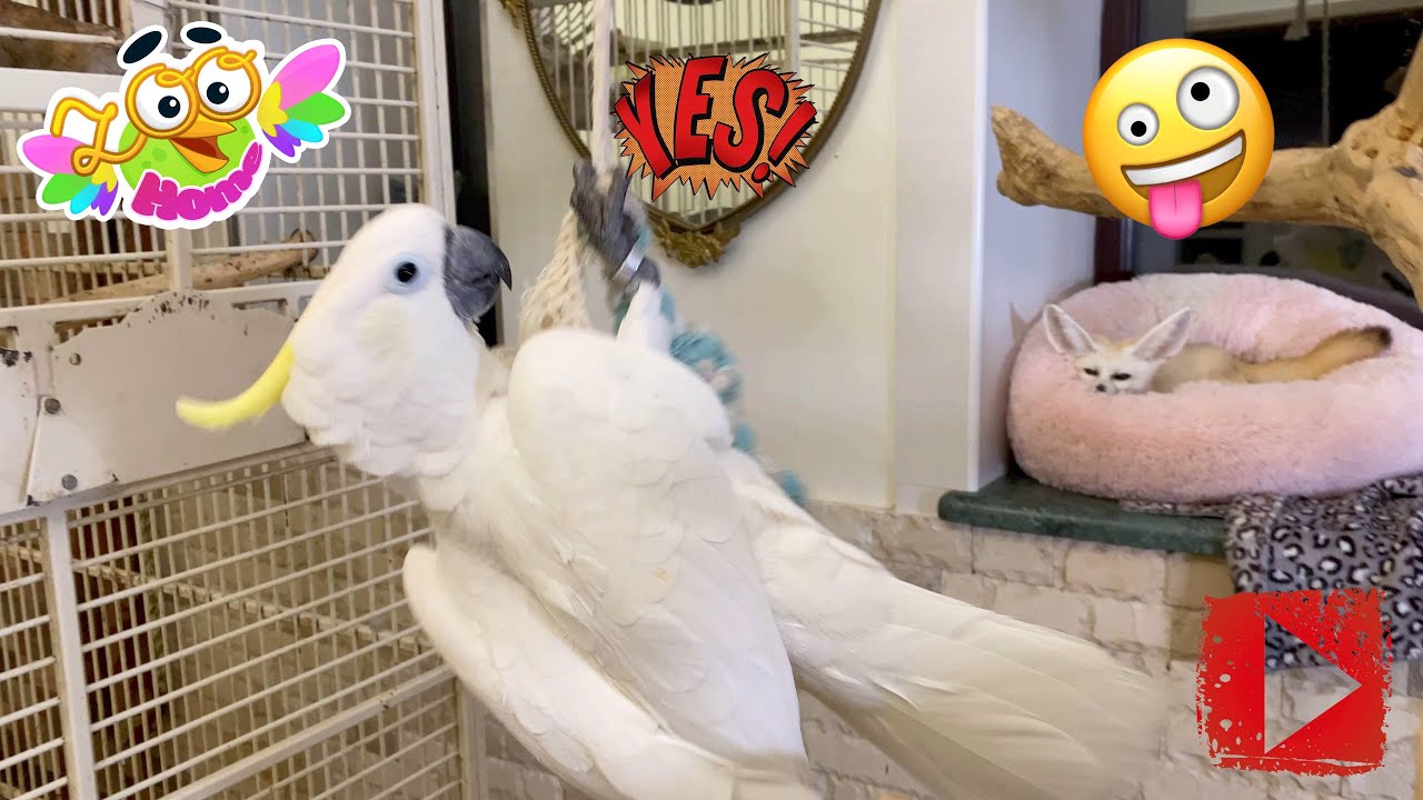 Charlie the parrot shows acrobatics lessons to Tiffany the fox - YouTube