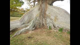 Buttress Roots