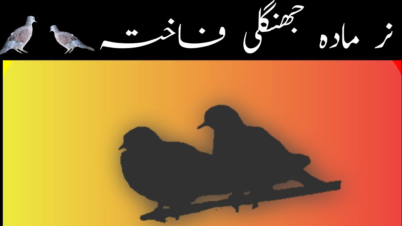Male And Female Dove Birds// Wild dove in Pakistan// Fakhta birds - YouTube
