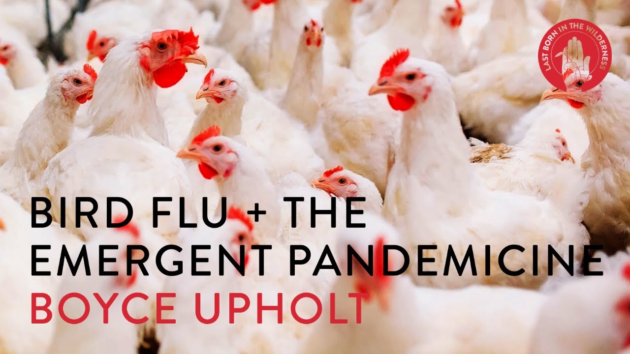 Boyce Upholt: Bird Flu & The Emergent Pandemicine - YouTube