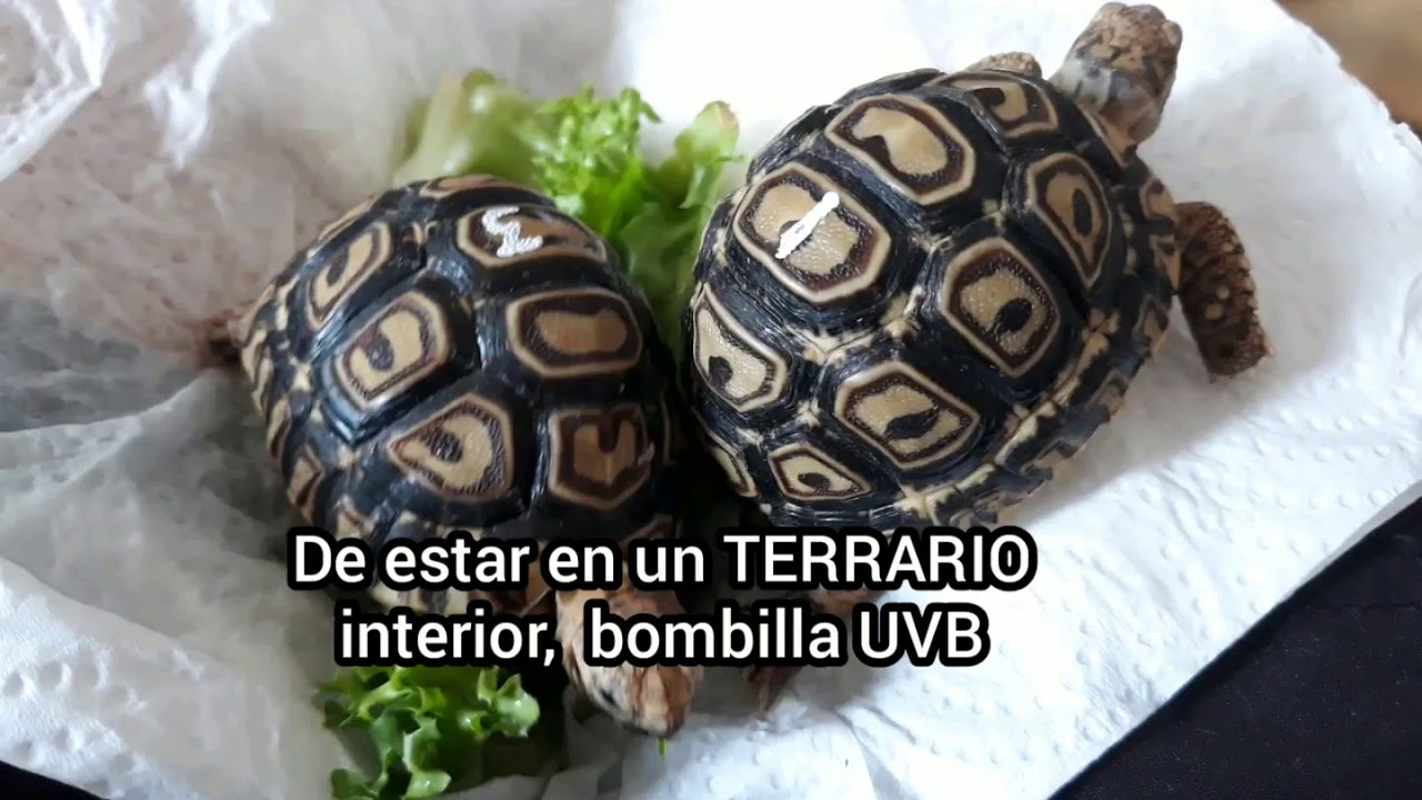Caparazon tortuga como cuidarlo y su salud en general - YouTube