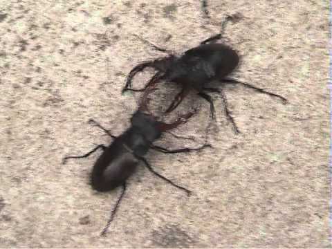 Szarvasbogarak - YouTube