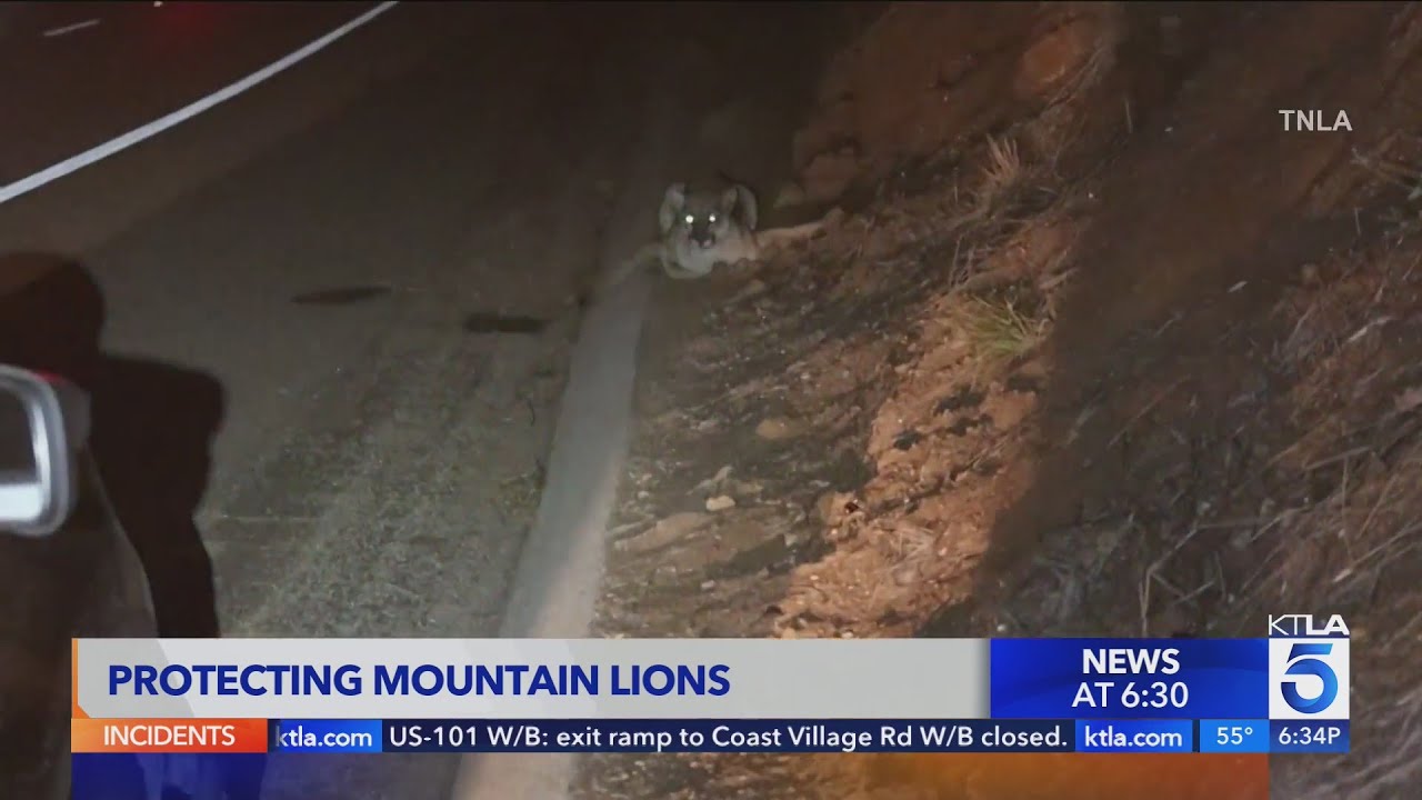 Mountain lion dies after getting hit by car near Malibu - YouTube