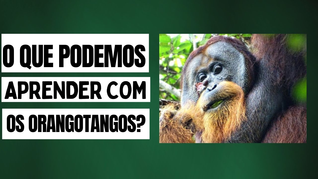 Orangotango SELVAGEM é visto usando PLANTA para CURAR ferida - YouTube