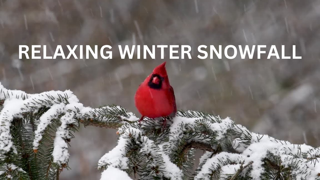 Winter storm sounds, winter snowfall, winter snowstorm sounds, complete ...