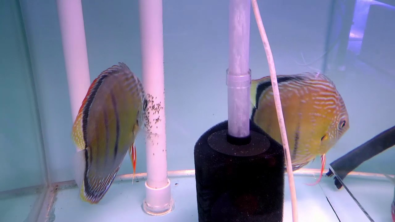 Larvae Wild Discus hatched from eggs - YouTube